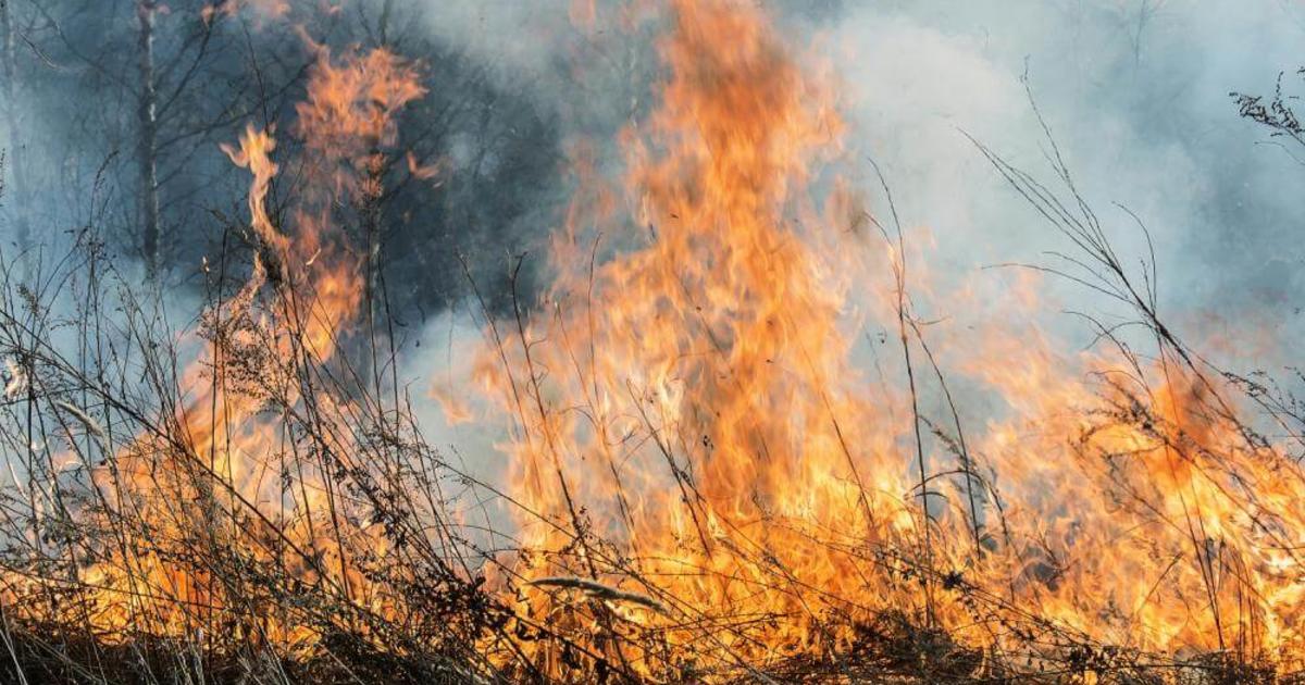 Cleveland Forest Fire